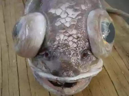 RIBALDO - Recensioni, discografia